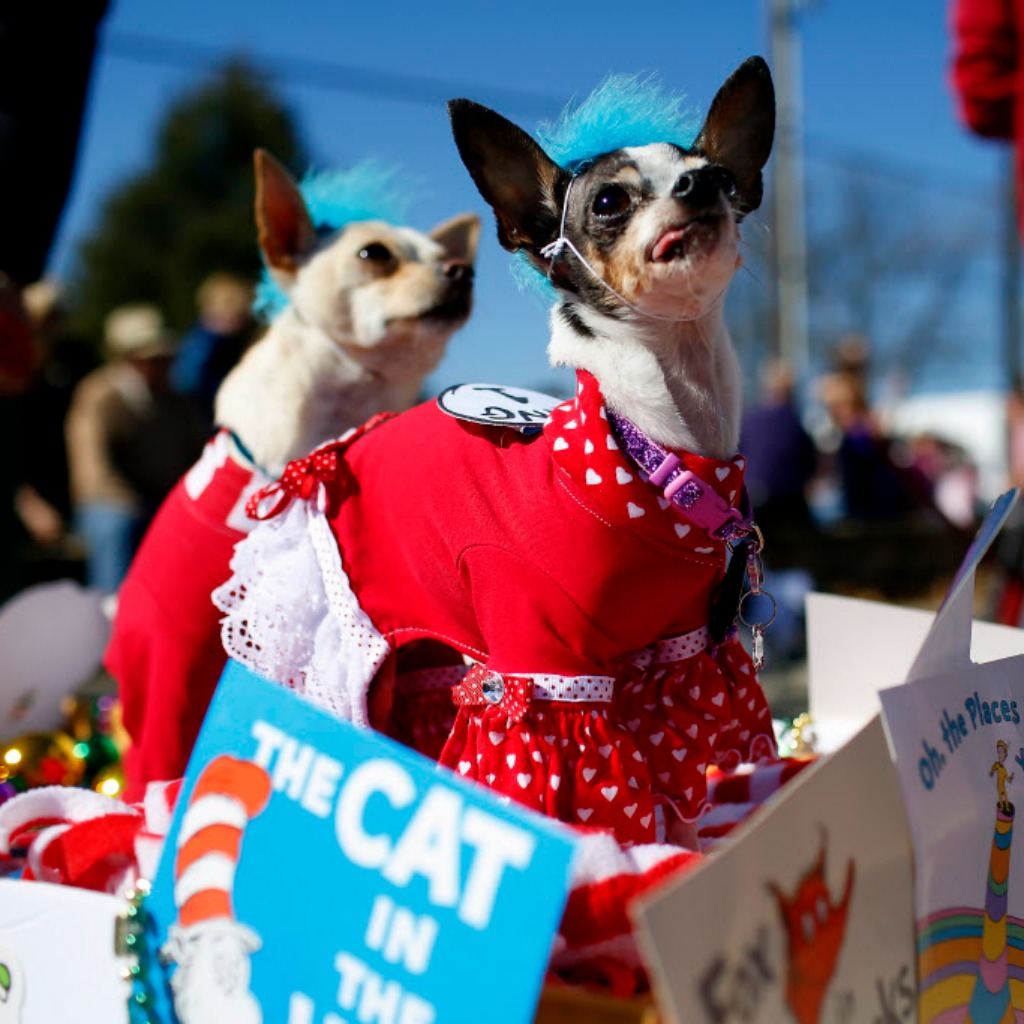 Krewe of Barkus Dog Parade and Festival