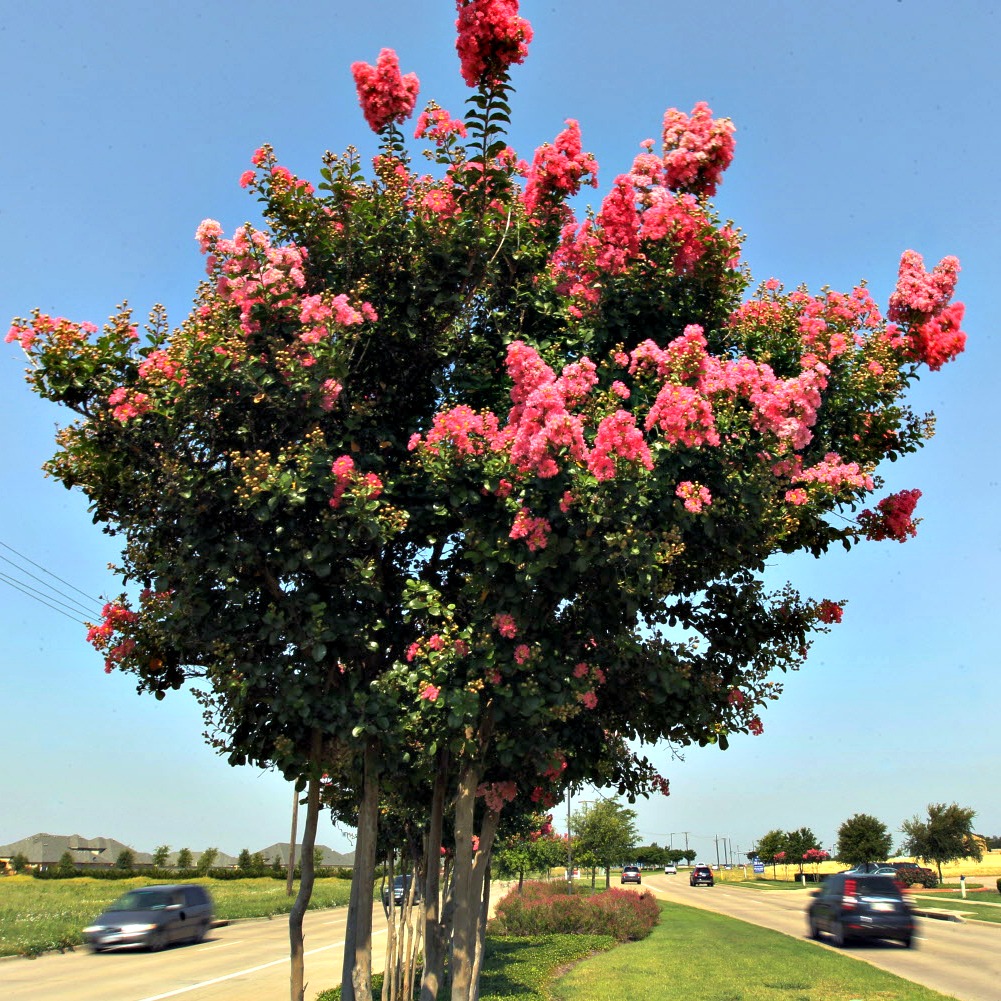 Crape Myrtle Festival and Parade