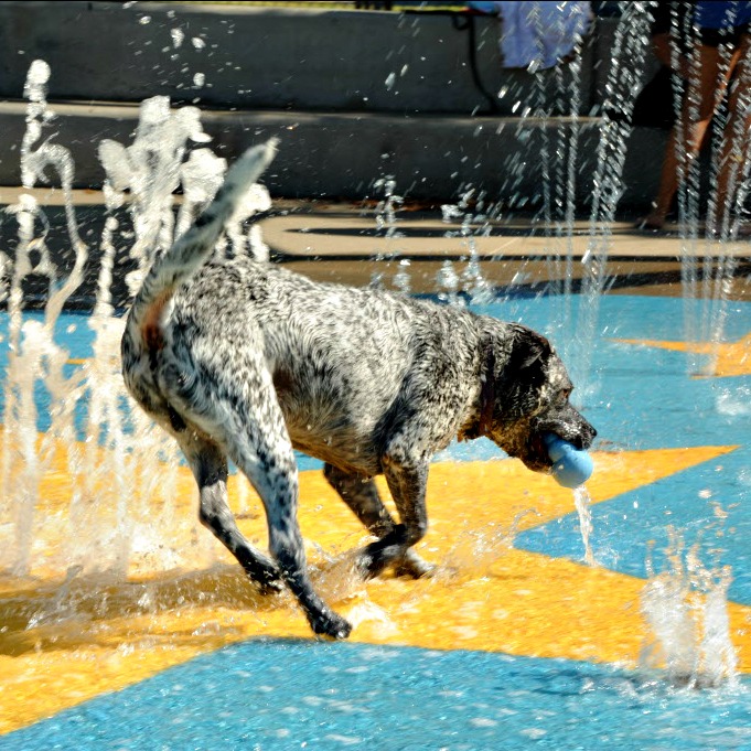 Dog Splash