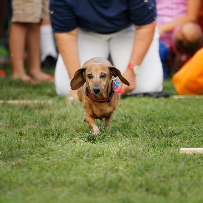 Hotter 'n Firecrackers 5K Glow Run / Dachshund Dash