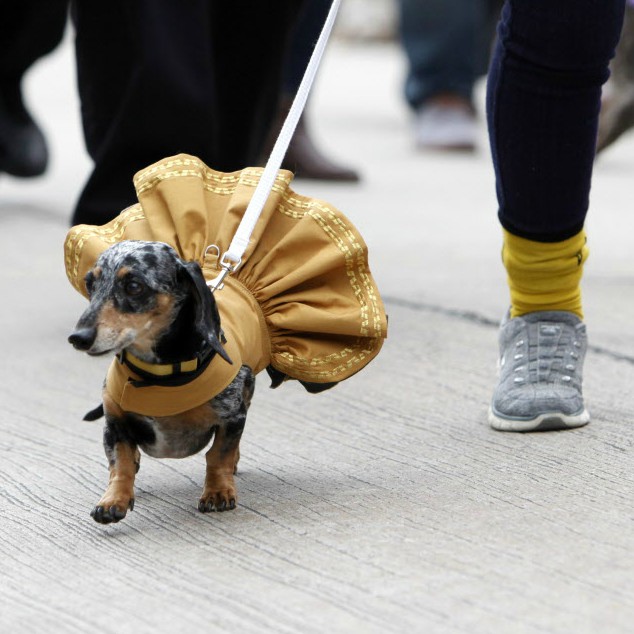 Krewe of Barkus Dog Parade and Festival